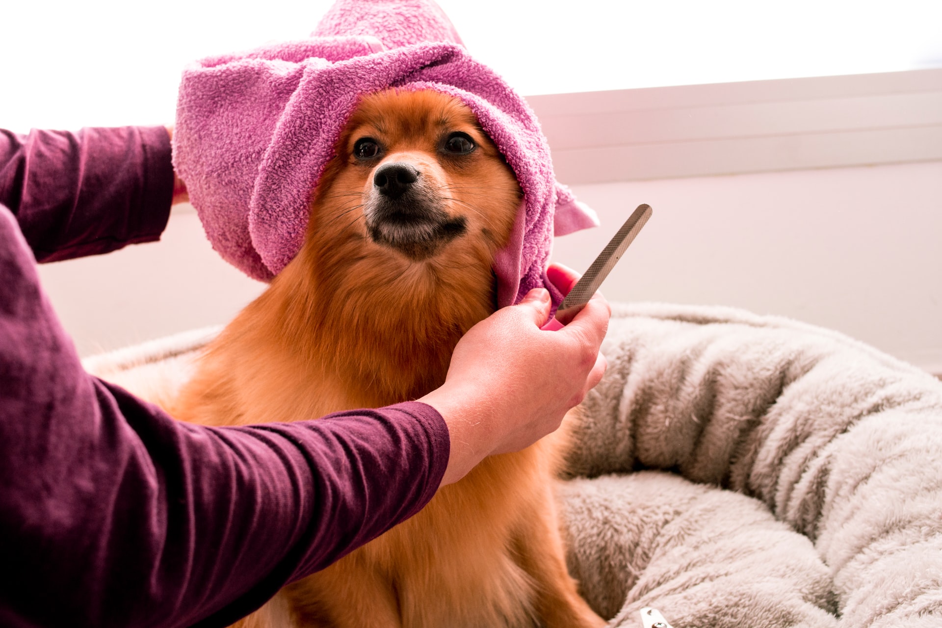 How To Choose The Right Dog Spa Services Companion Pet Lodge