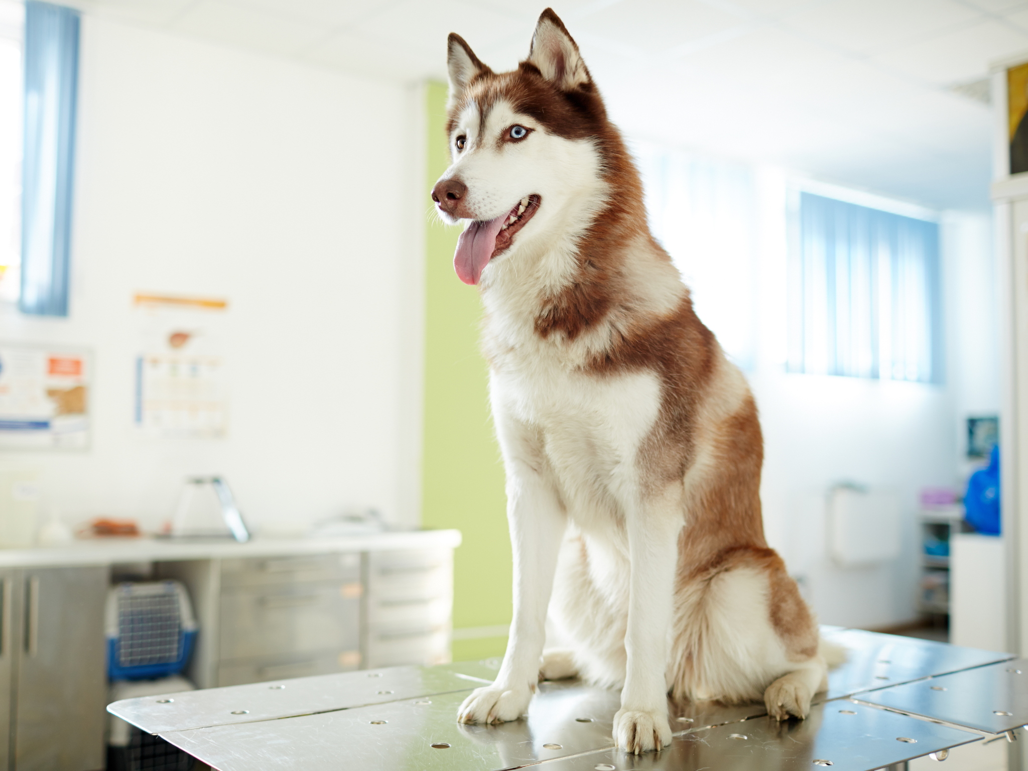 How to make the vet visits less scary for your pup General