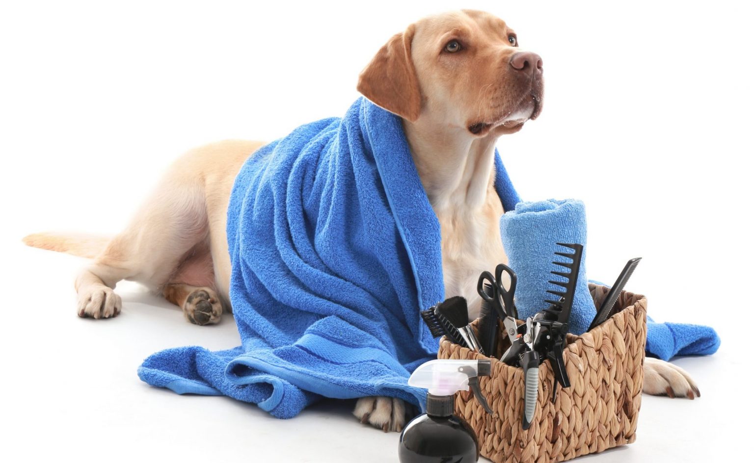 Dog Grooming - Companion Pet Lodge®